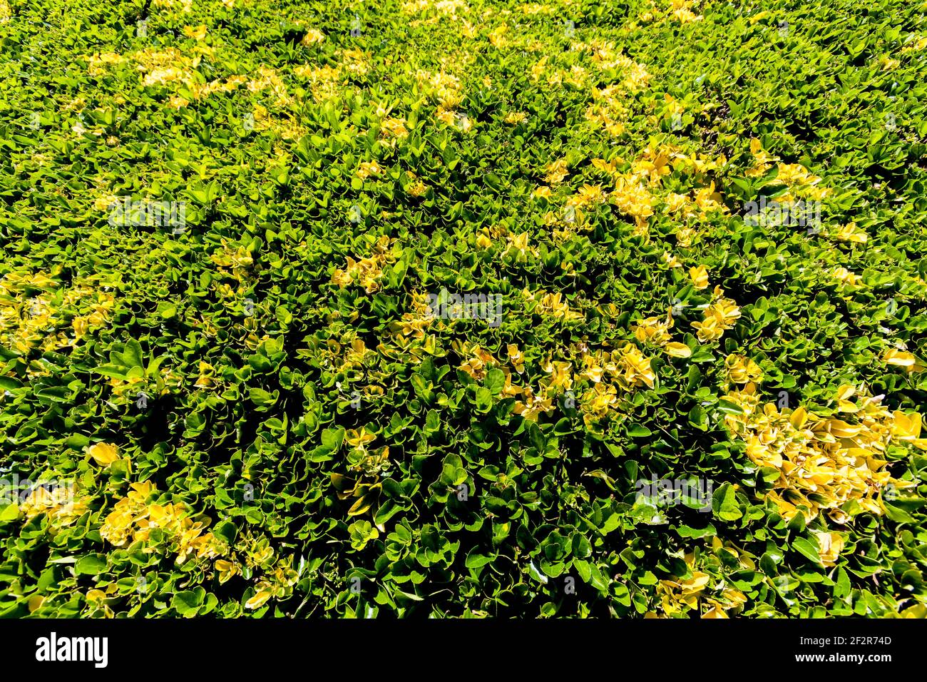 View from above of yellow and green hedge Stock Photo - Alamy