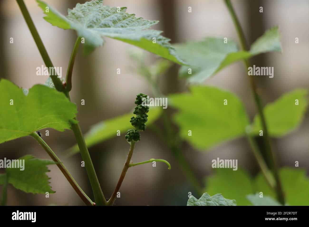 Tiny grapes growing on a garden vine Stock Photo - Alamy
