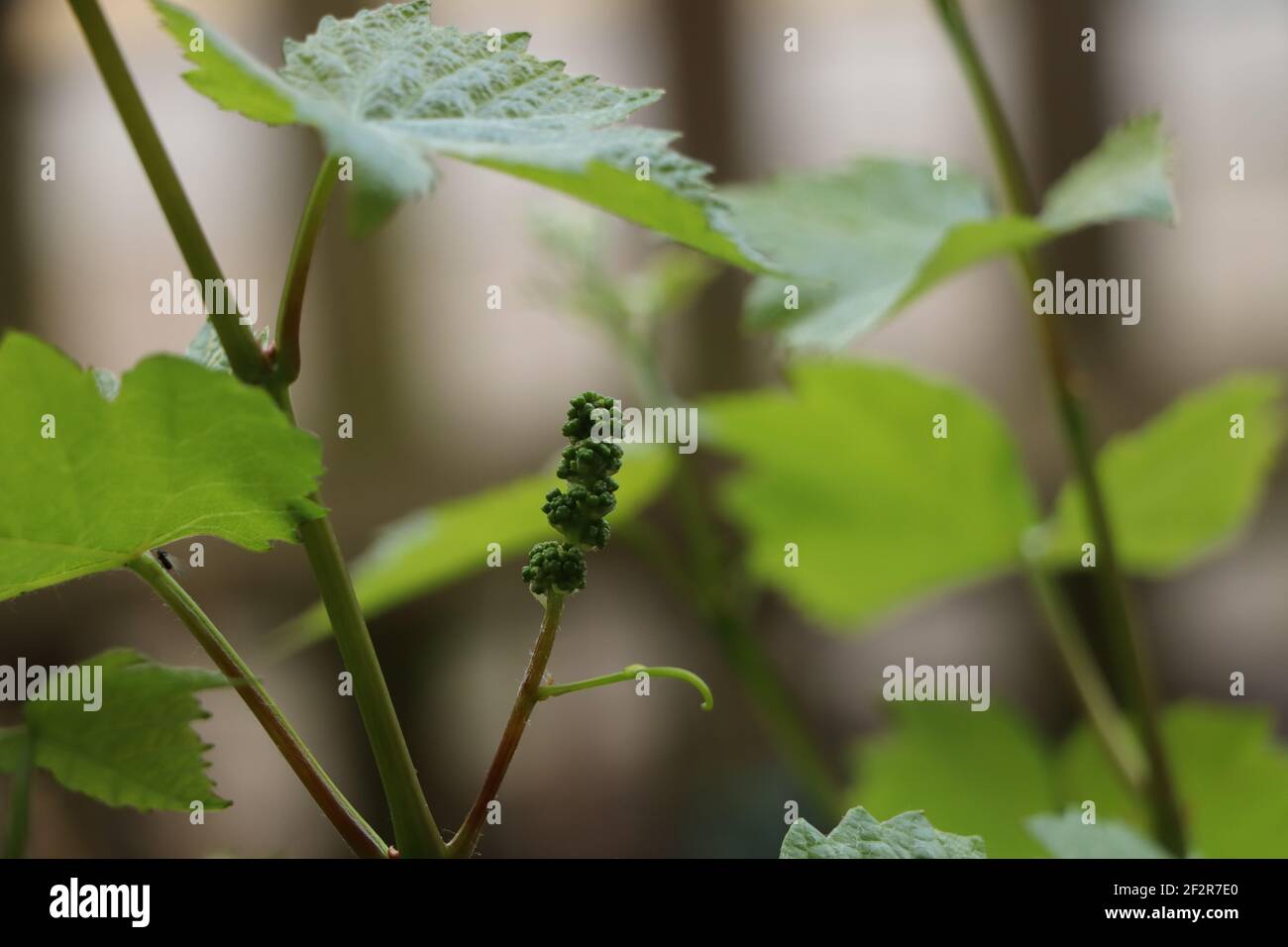 Tiny grapes growing on a garden vine Stock Photo - Alamy