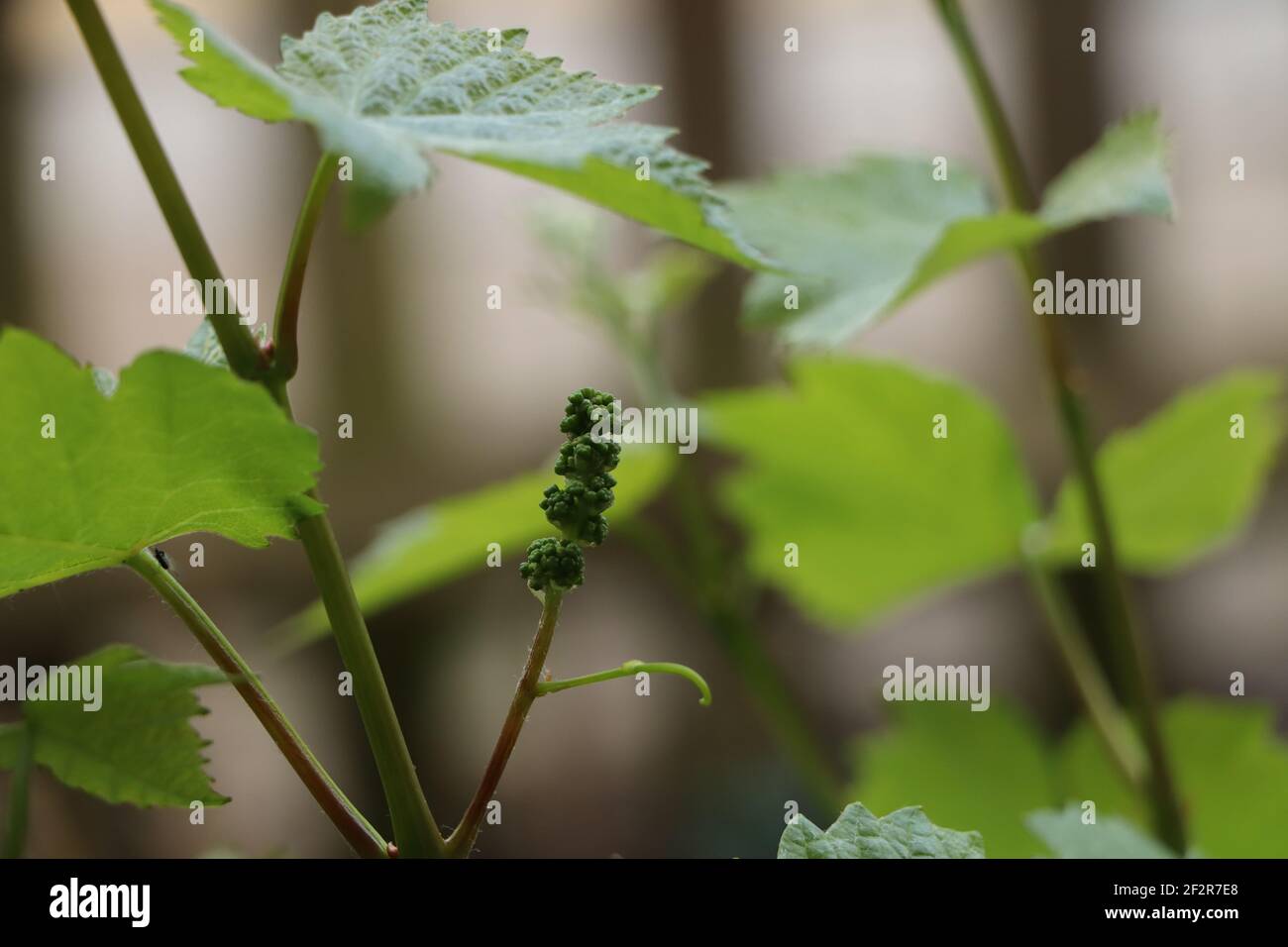 Tiny grapes growing on a garden vine Stock Photo - Alamy