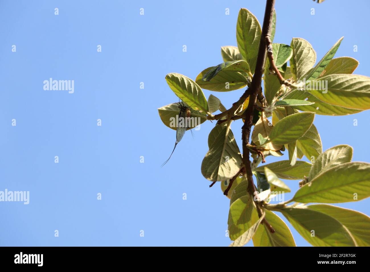 Hanging from a tree on a thin string Stock Photo - Alamy