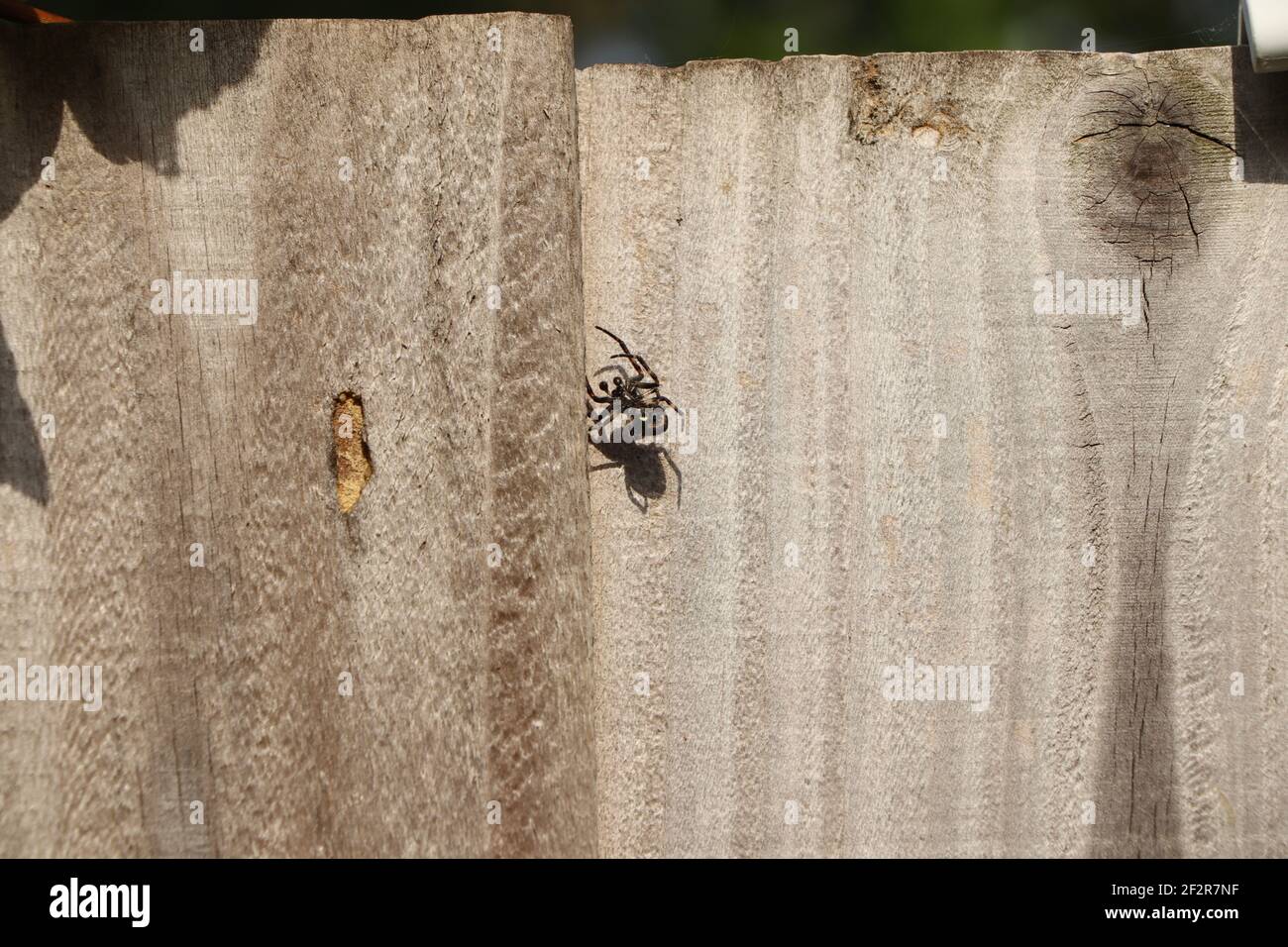 Spider crawling up the side of a wall Stock Photo - Alamy