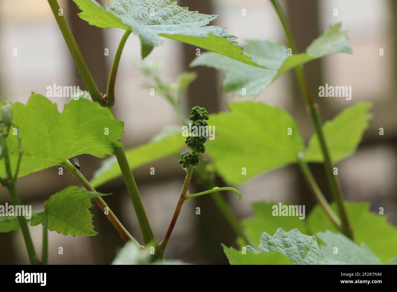 Tiny grapes growing on a garden vine Stock Photo - Alamy