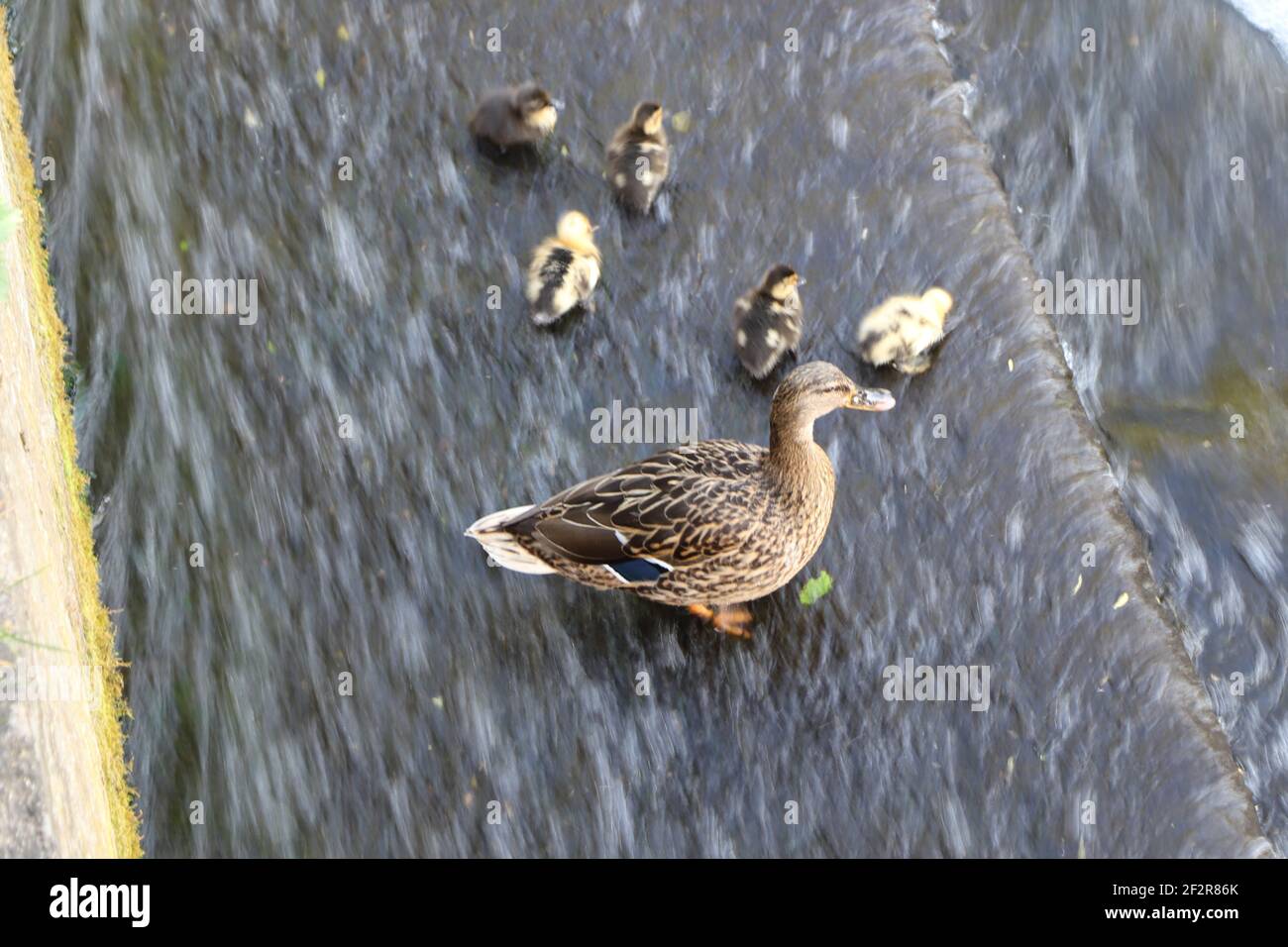 Newborn ducklings splashing in the flowing water of a weir Stock Photo - Alamy