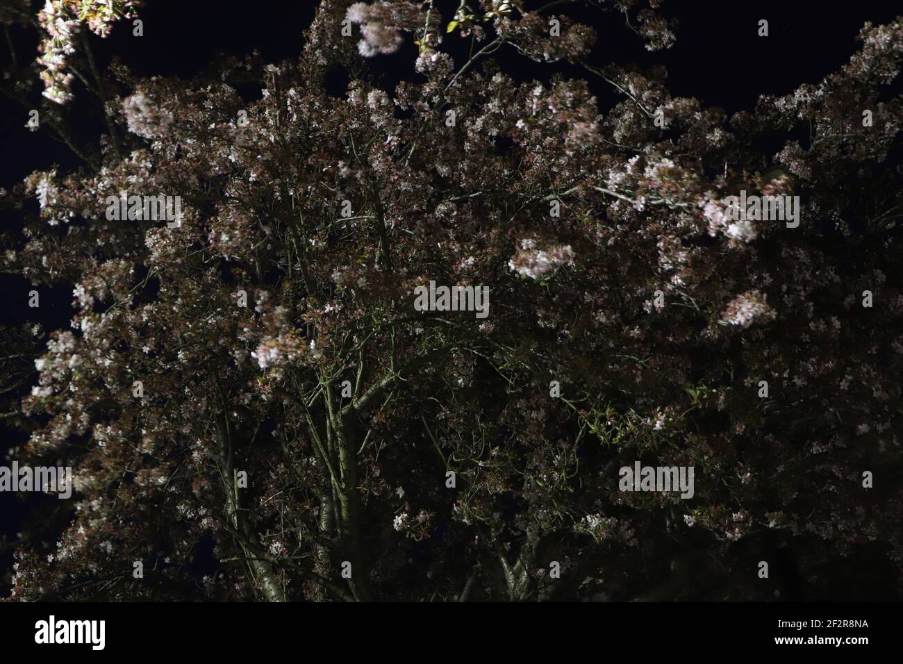 Night sky and garden lit up with halogen and solar lights Stock Photo ...