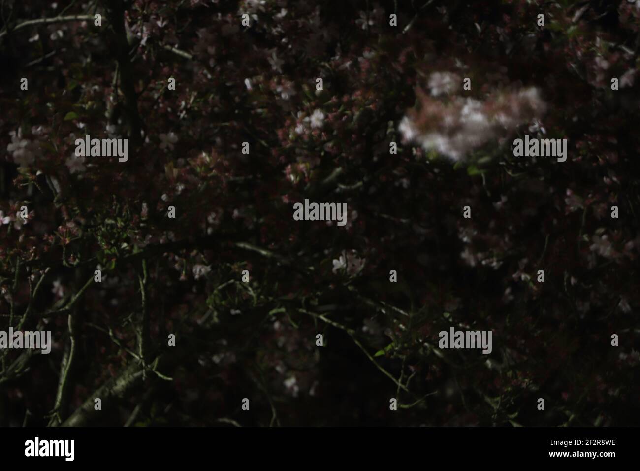 Night sky and garden lit up with halogen and solar lights Stock Photo ...