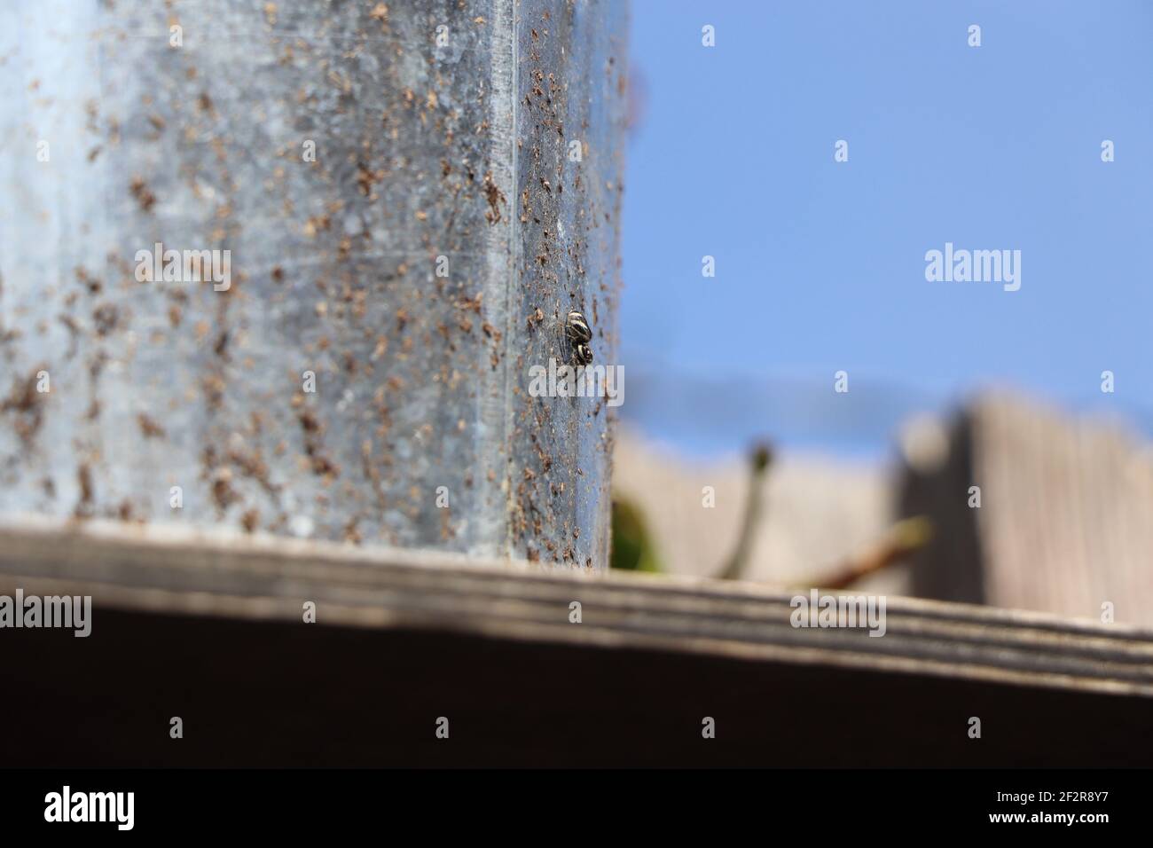 Spider crawling up the side of a wall Stock Photo - Alamy