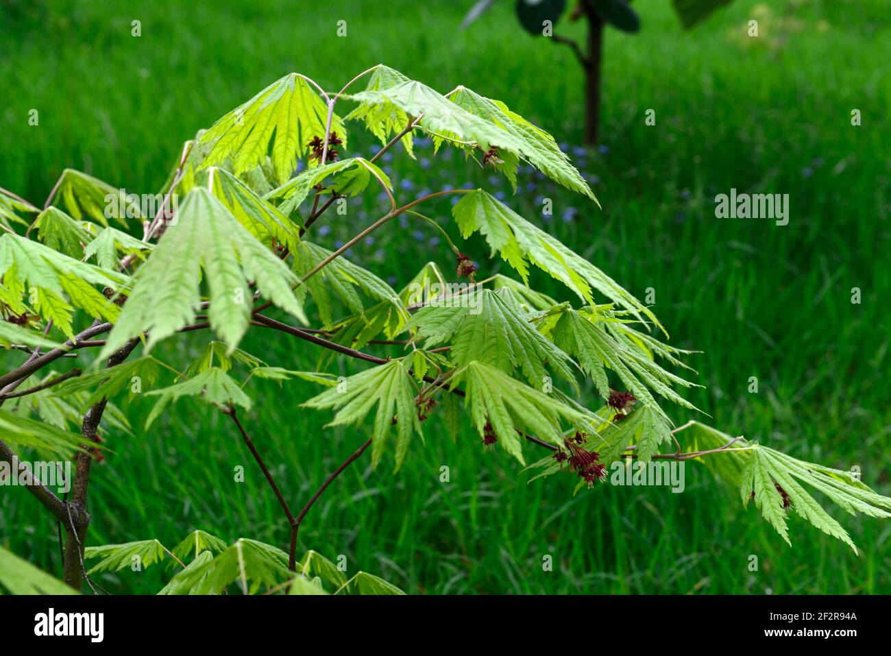 acer japonicum aki-hi,new growth,spring growth,green foliage,leaves ...