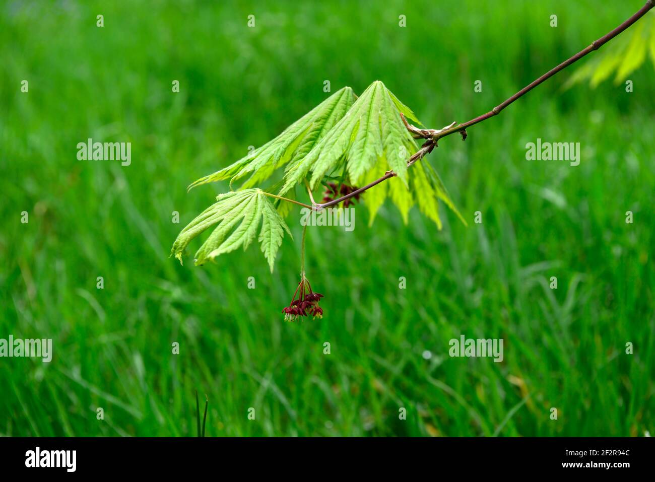 acer japonicum aki-hi,new growth,spring growth,green foliage,leaves ...