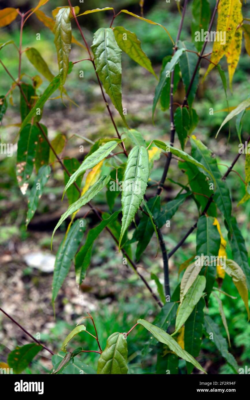 Unlobed leaves hi-res stock photography and images - Alamy