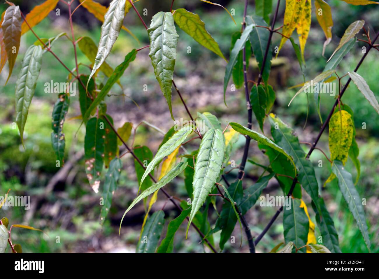 Acer laevigatum,smooth maple,Nepal maple,shiny green leaves,green ...