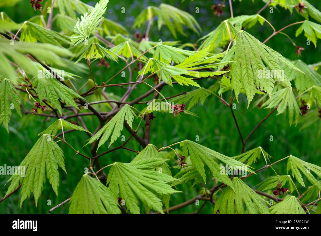 acer japonicum aki-hi,new growth,spring growth,green foliage,leaves ...