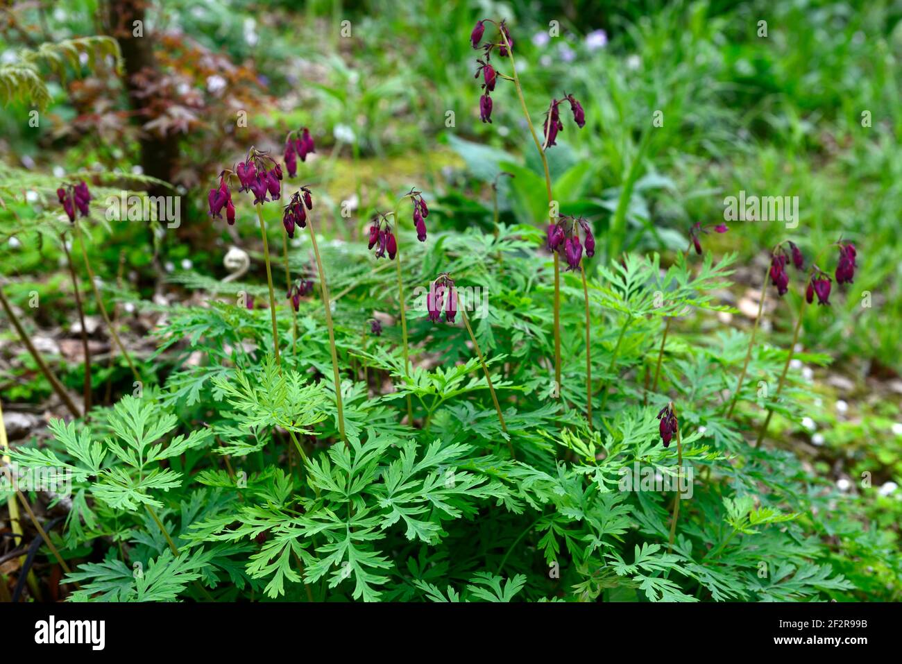 Dicentra formosa bacchanal hi-res stock photography and images - Alamy