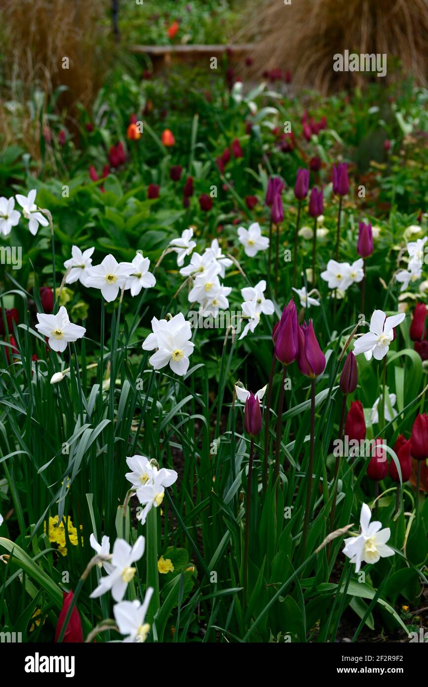 narcissus poeticus polar ice,tulipa burgundy,tulipa jan reus,tulip ...