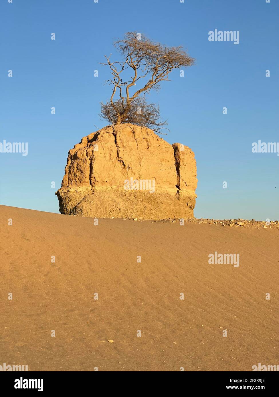 Lonely tree on rock hi-res stock photography and images - Alamy