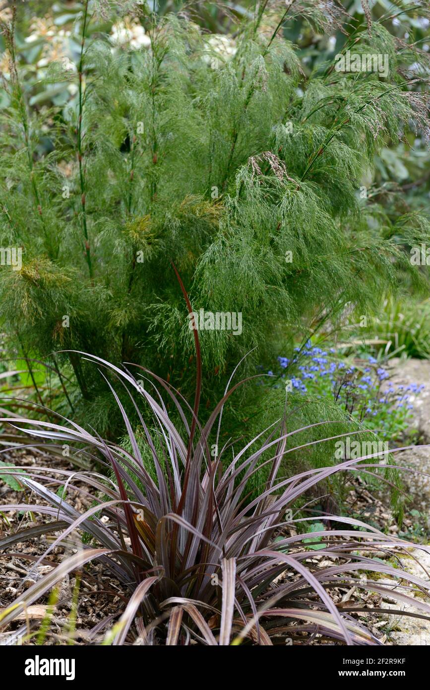 phormium,Cannomois grandis,mixed evergreen planting scheme,mixed ...