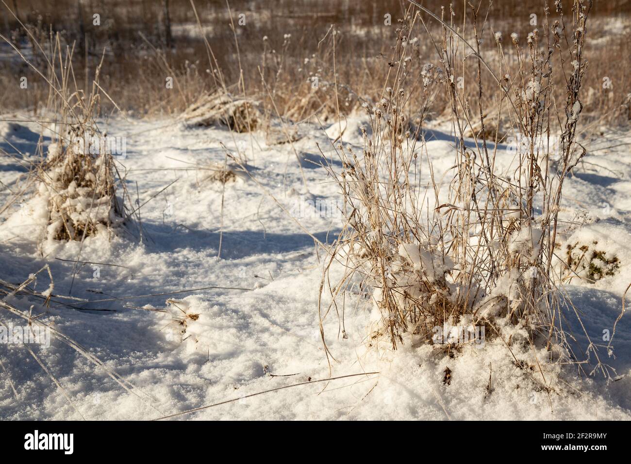 Snow cowered dead grass in snowy meadow Stock Photo - Alamy