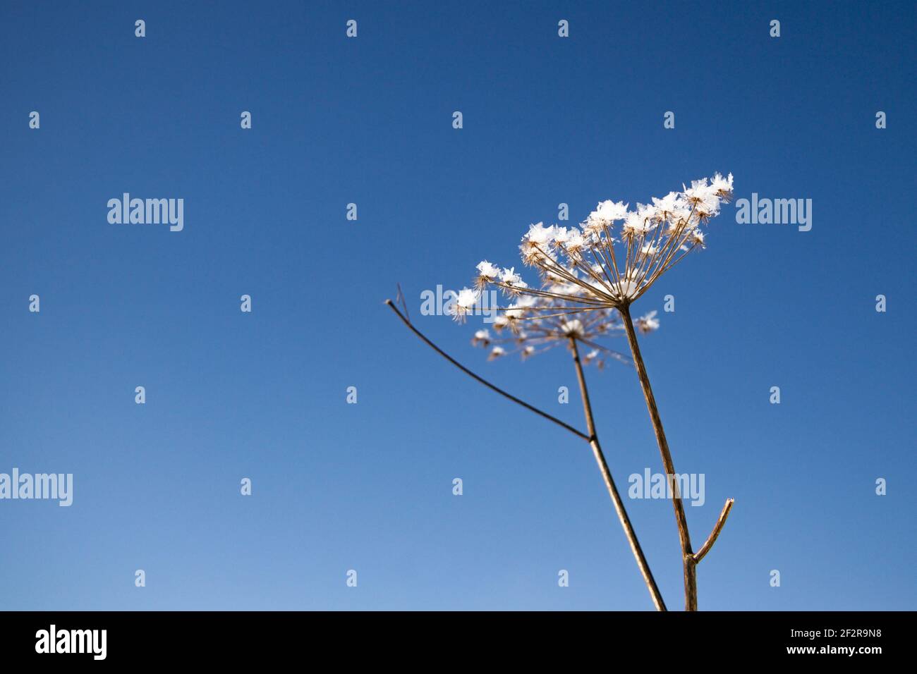 Dried chervil hi-res stock photography and images - Alamy