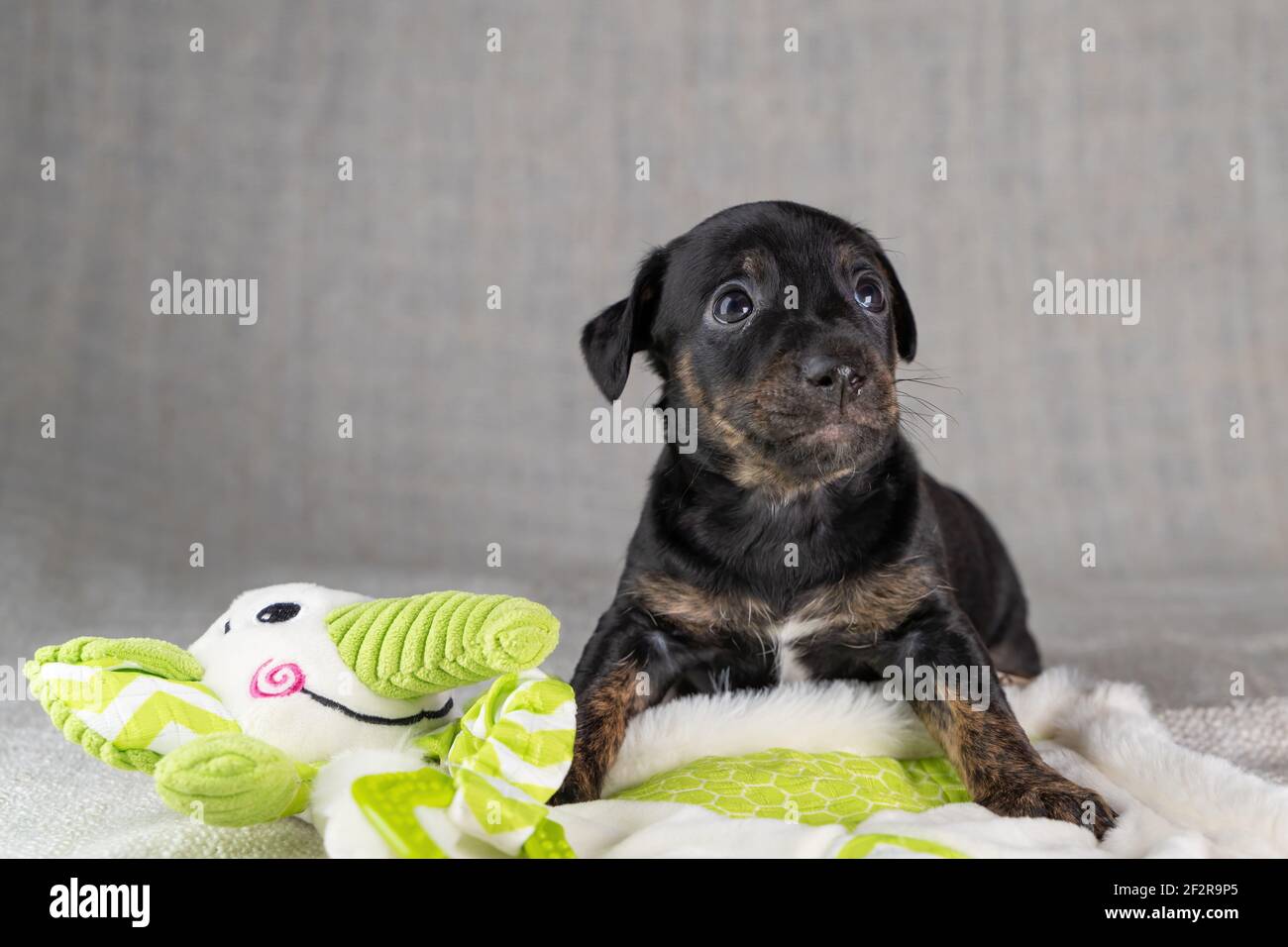 Brown and black, brindle Jack Russell Terrie puppy. Lies on a toy ...