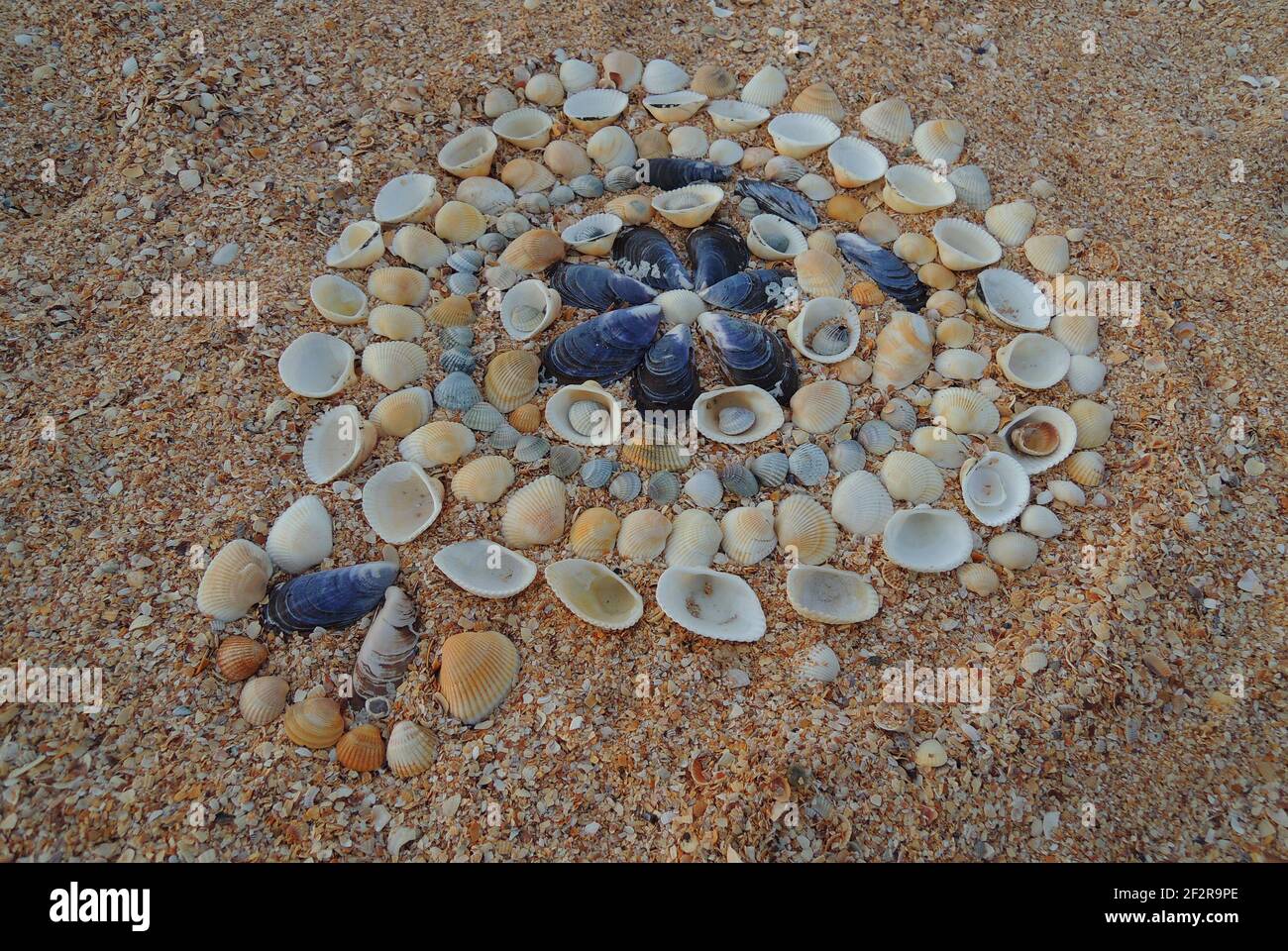 Mussel shell texture hi-res stock photography and images - Alamy
