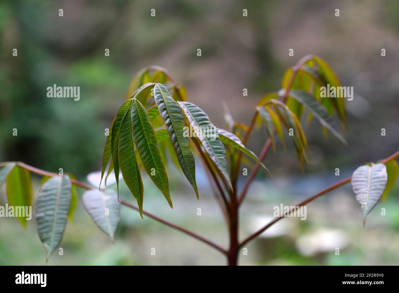Toxicode Toxicodendron Radicans Ssp. Radicans"