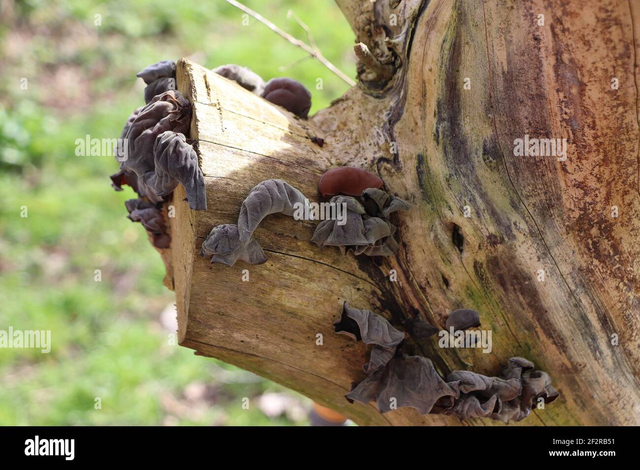 Fungus clinging to the side of a tree in a wood Stock Photo - Alamy