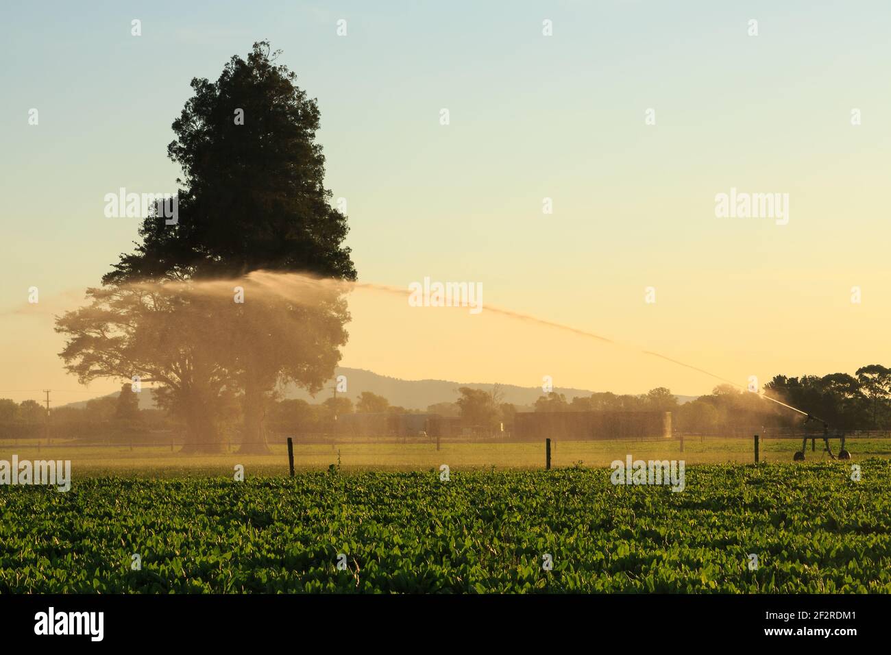 A water sprayer irrigating vegetable crops on a farm. The spray is ...
