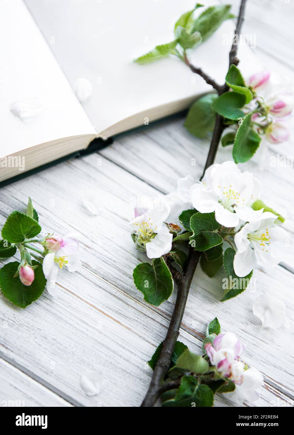 Open book with blossom branch of apple tree on white wooden table Stock ...