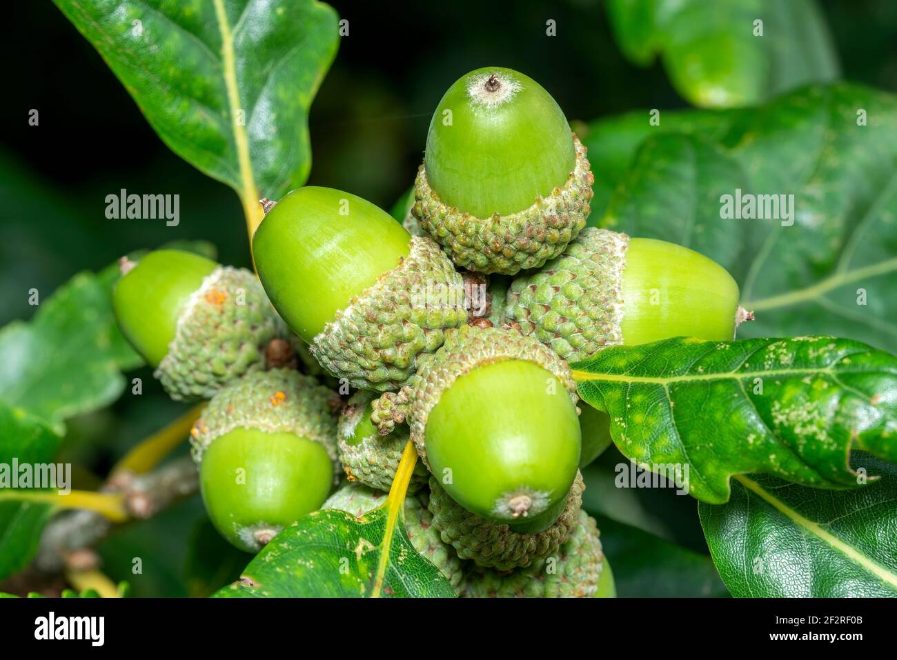 Acorns growing on oak tree hi-res stock photography and images - Alamy