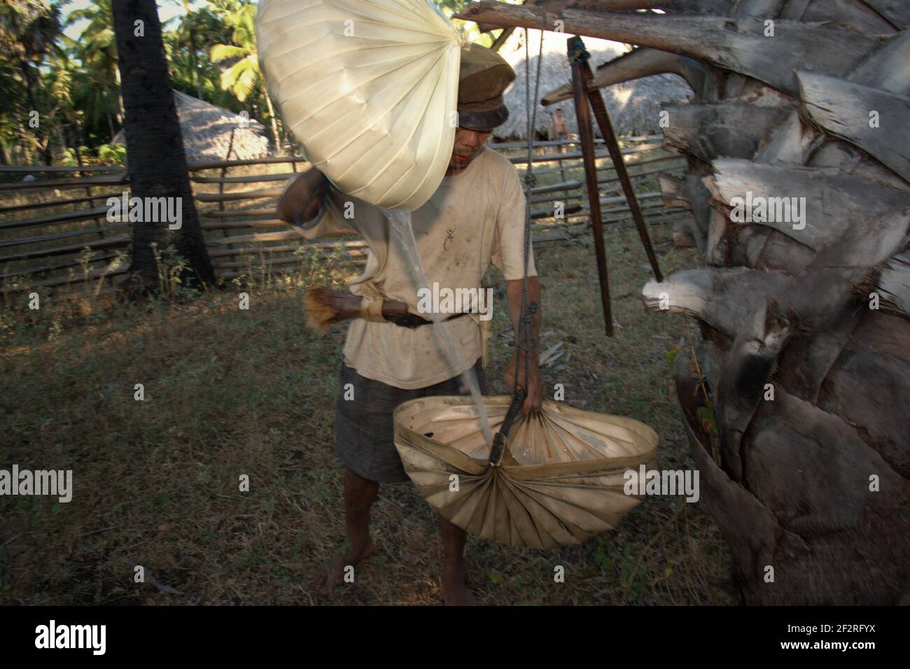 Taking palm sap hi-res stock photography and images - Alamy