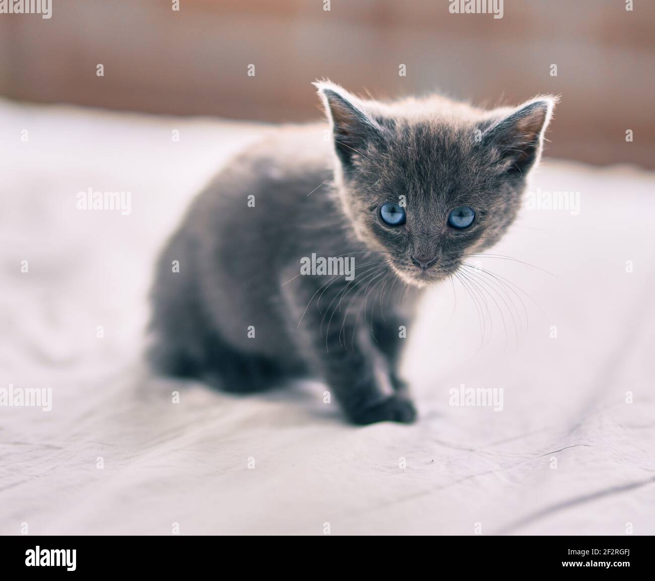 Adorable grey cat relaxing at the bed Stock Photo - Alamy
