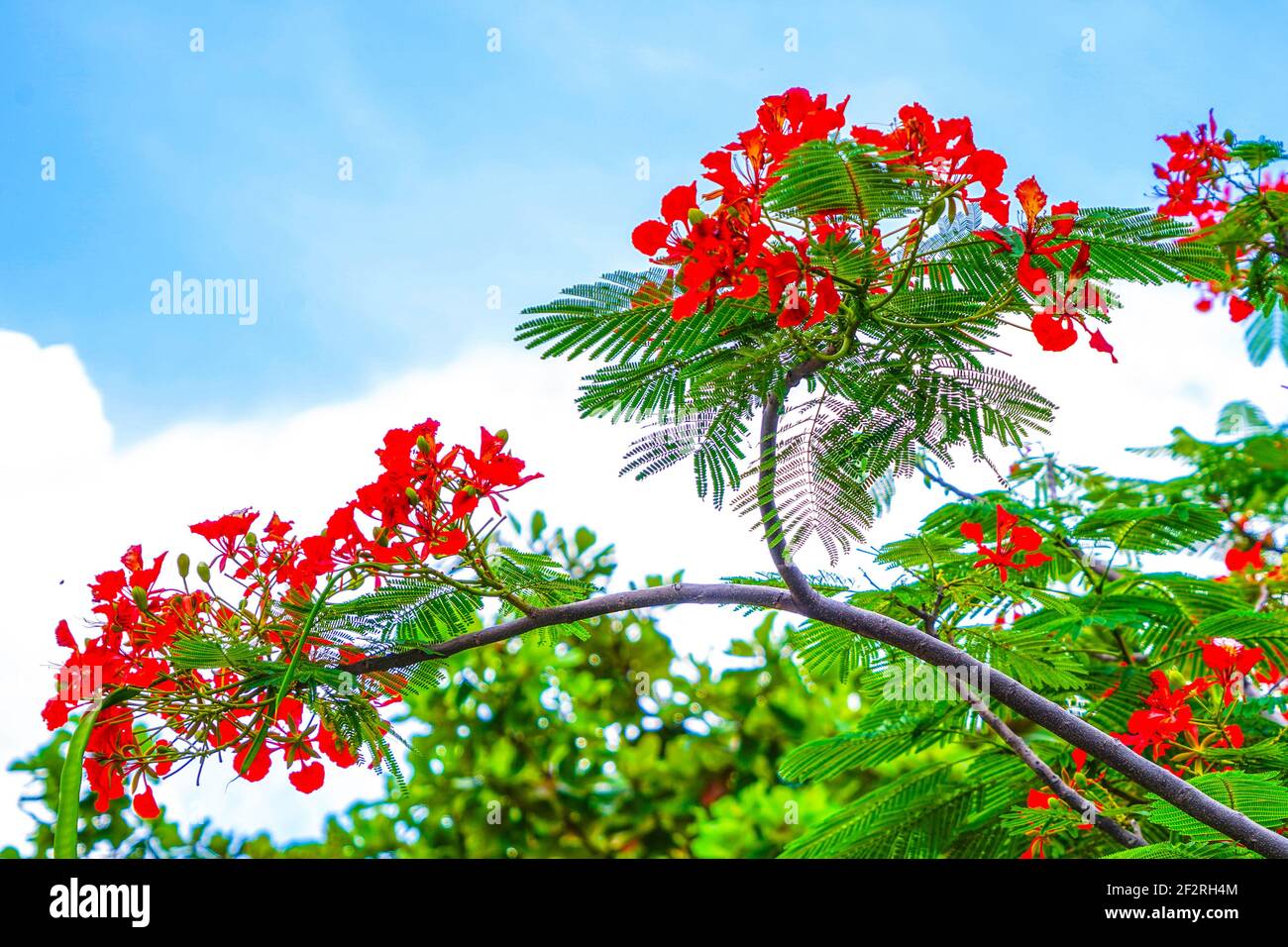 Orange fresh Peacock flower tree with blue sky background (Flam-boyant ...