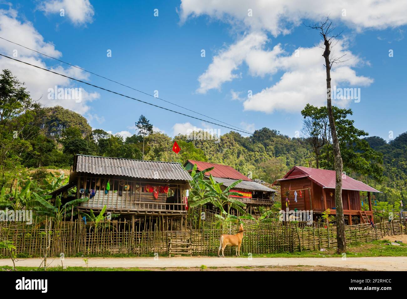 Beautiful sunny landscape with farm animals in Arem Tribe Minority ...