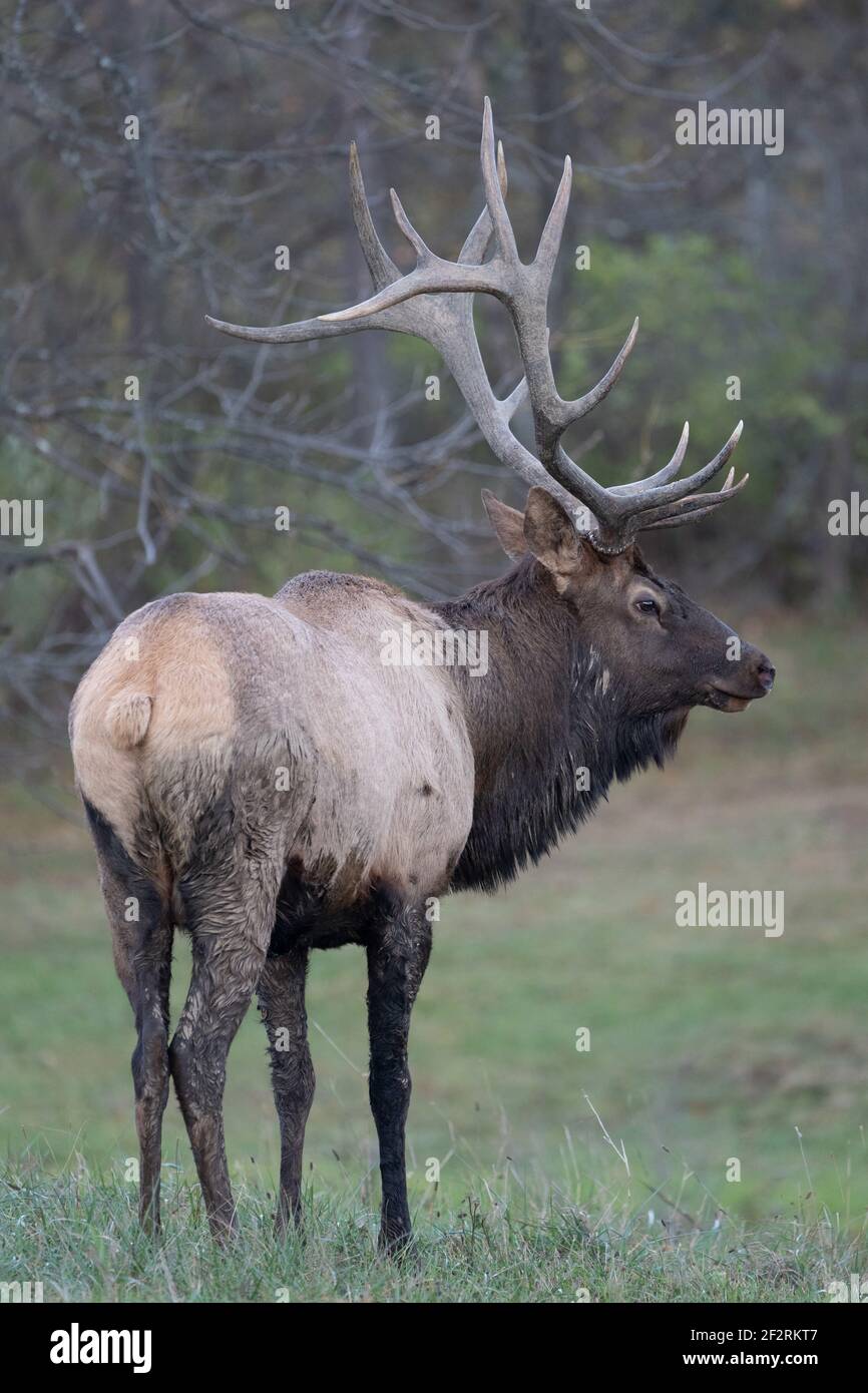A vertical shot of a bull elk on the edge of a forest Stock Photo - Alamy