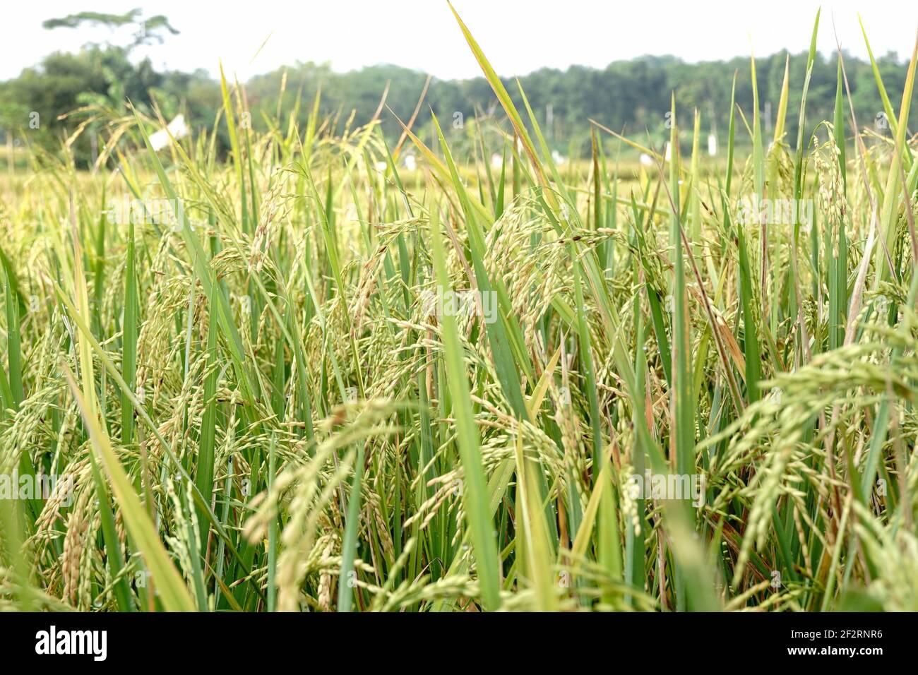 A closeup shot of a rice plant field on a blurred background Stock ...