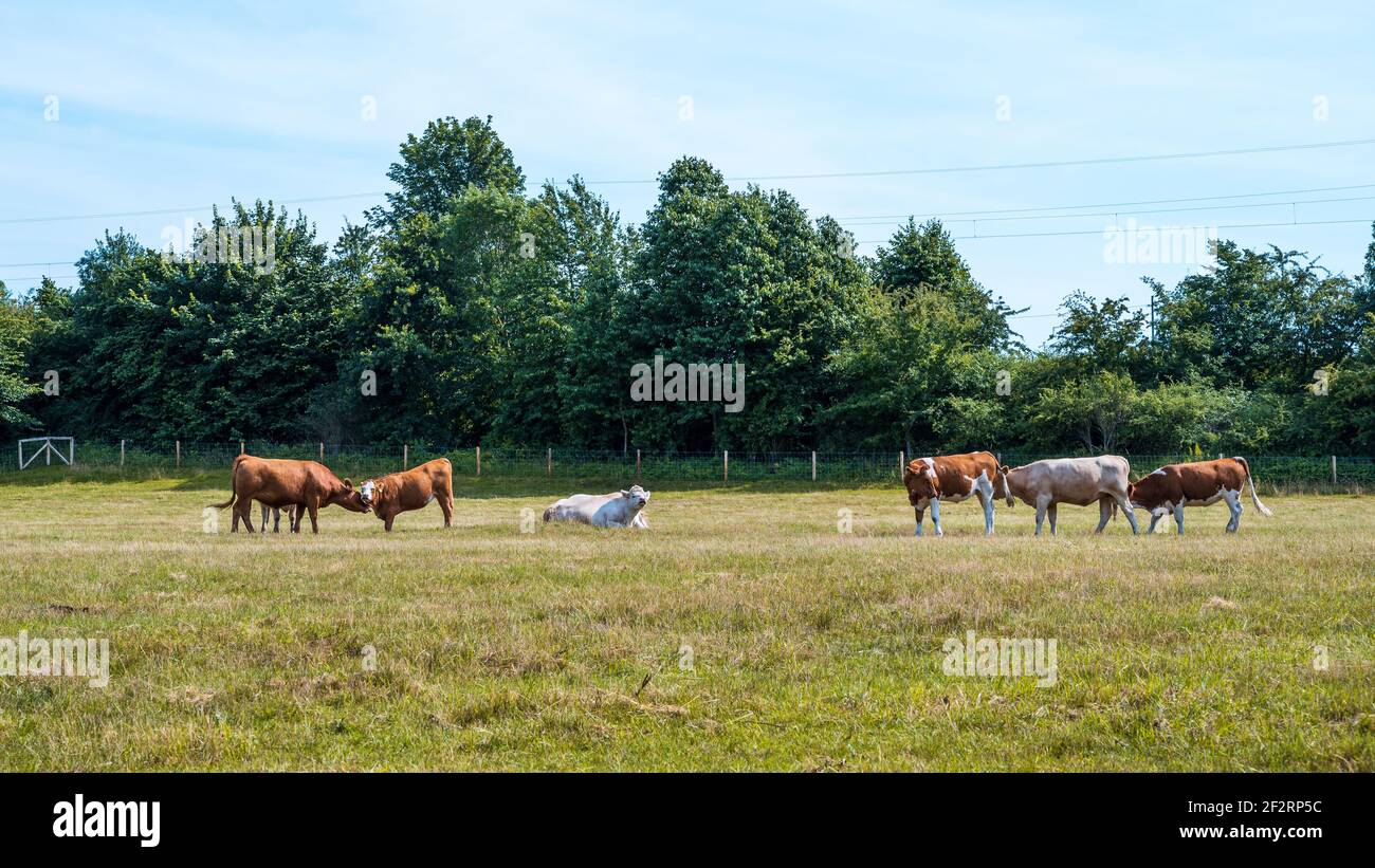 Socializing by animals hi-res stock photography and images - Alamy