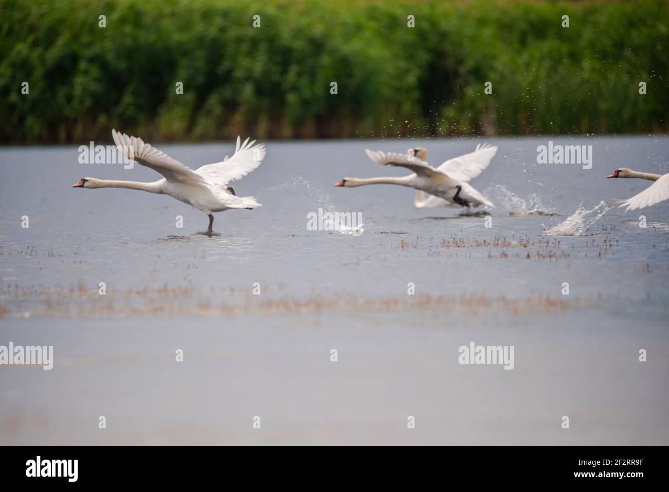 Wild birds in Danube Delta, Romania Stock Photo - Alamy