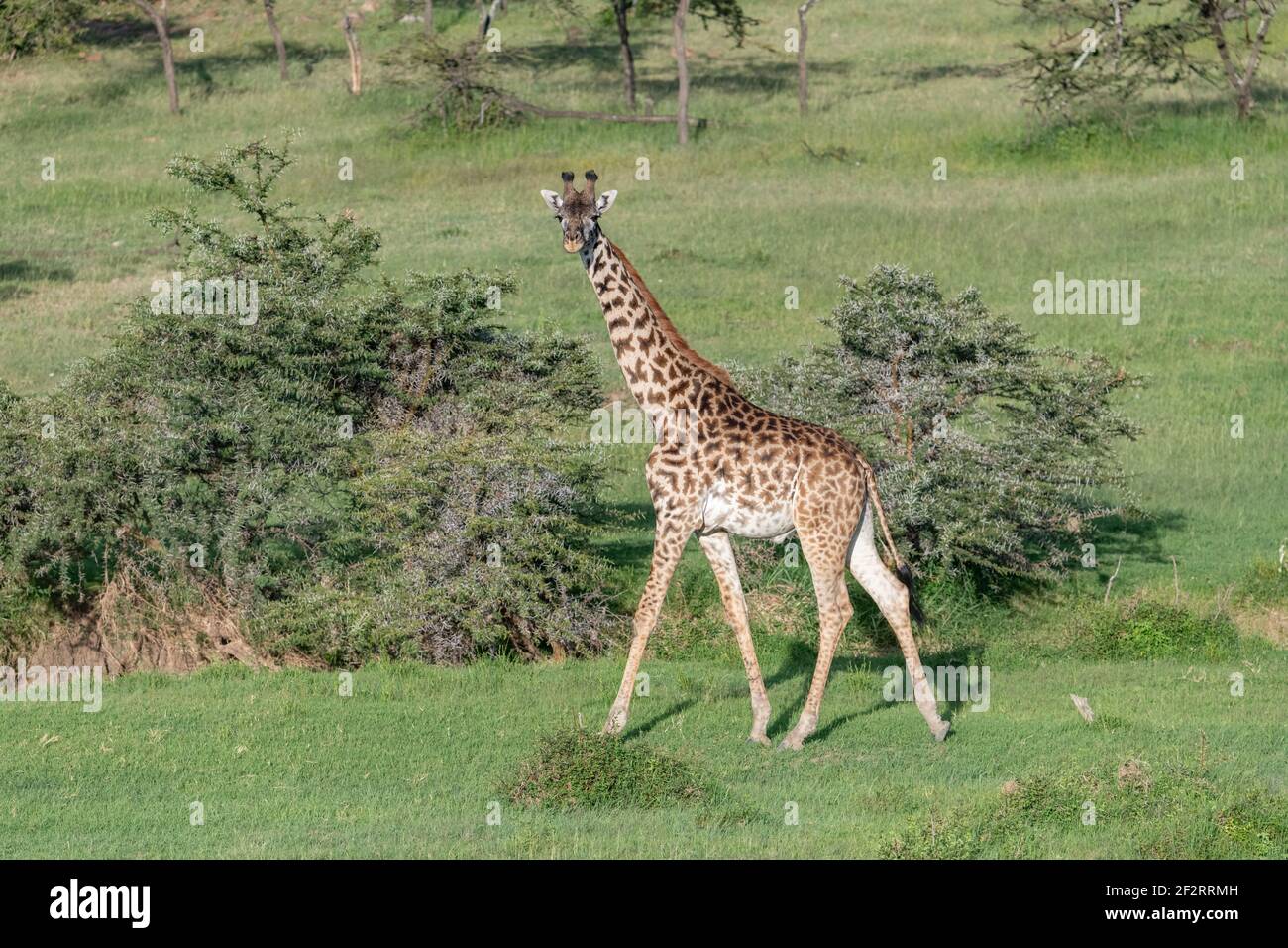 Giraffe head silhouette hi-res stock photography and images - Alamy
