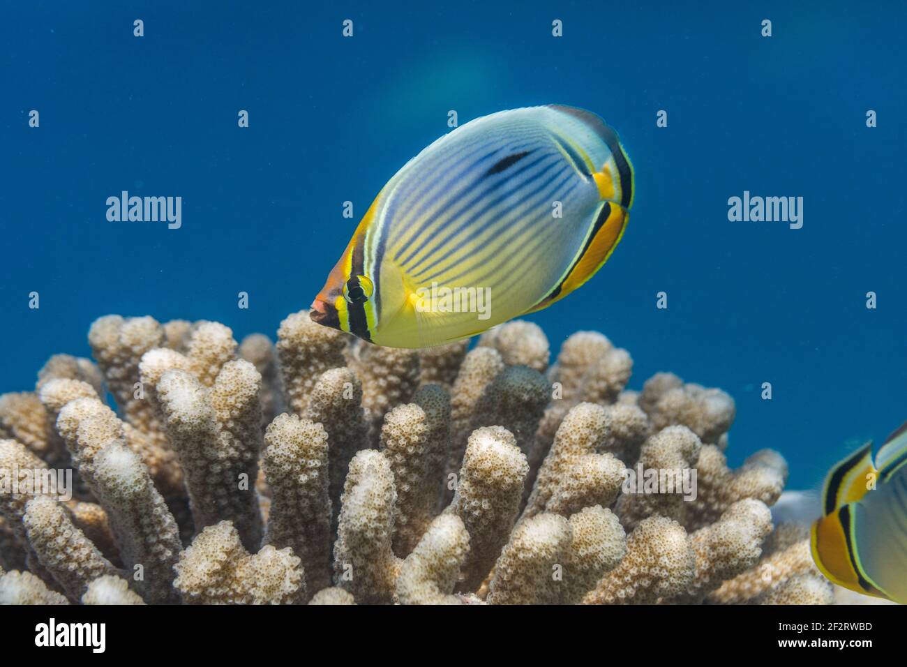 Chaetodon Trifasciatus High Resolution Stock Photography and Images - Alamy