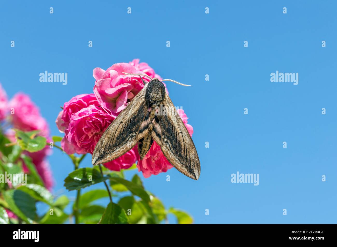 Rose moth hi-res stock photography and images - Alamy
