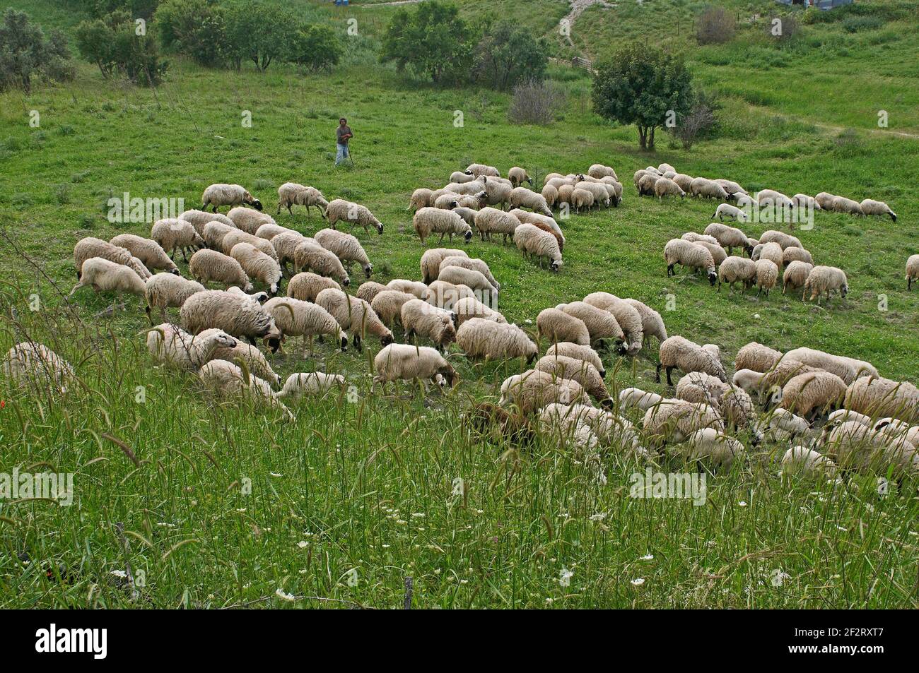 Flock of sheep cyprus hi-res stock photography and images - Alamy