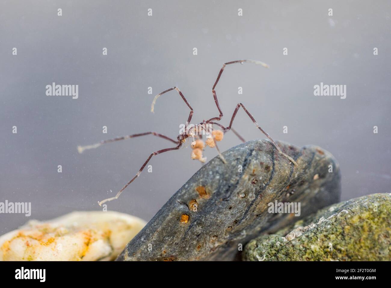 Sea Spider High Resolution Stock Photography and Images - Alamy