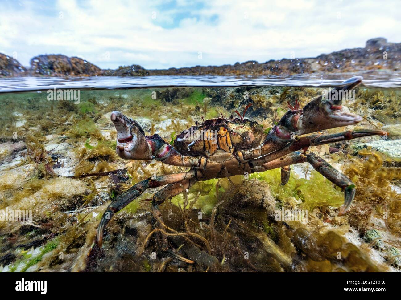 Rock pool crab hi-res stock photography and images - Alamy