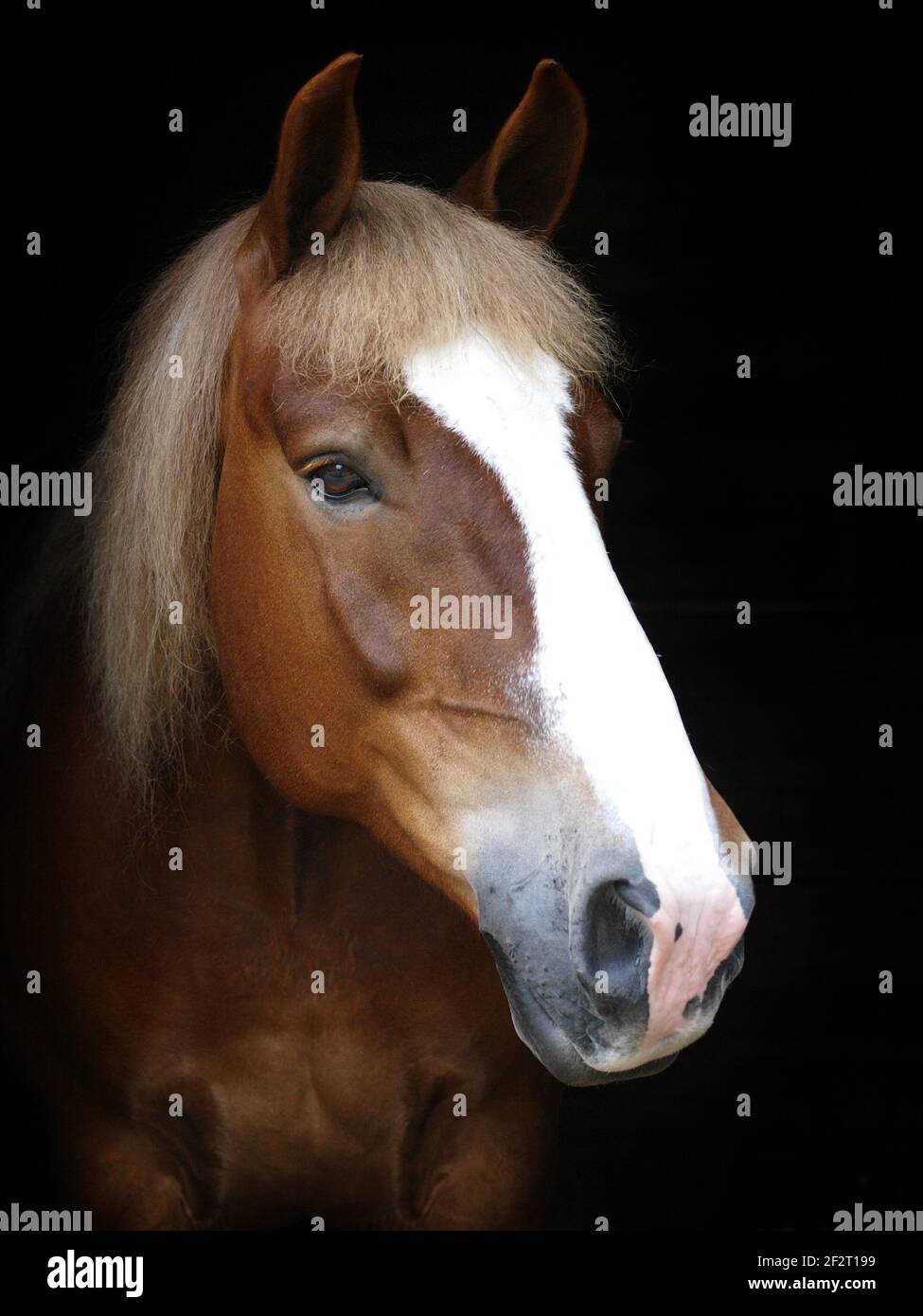 Draft horse white background hi-res stock photography and images - Alamy