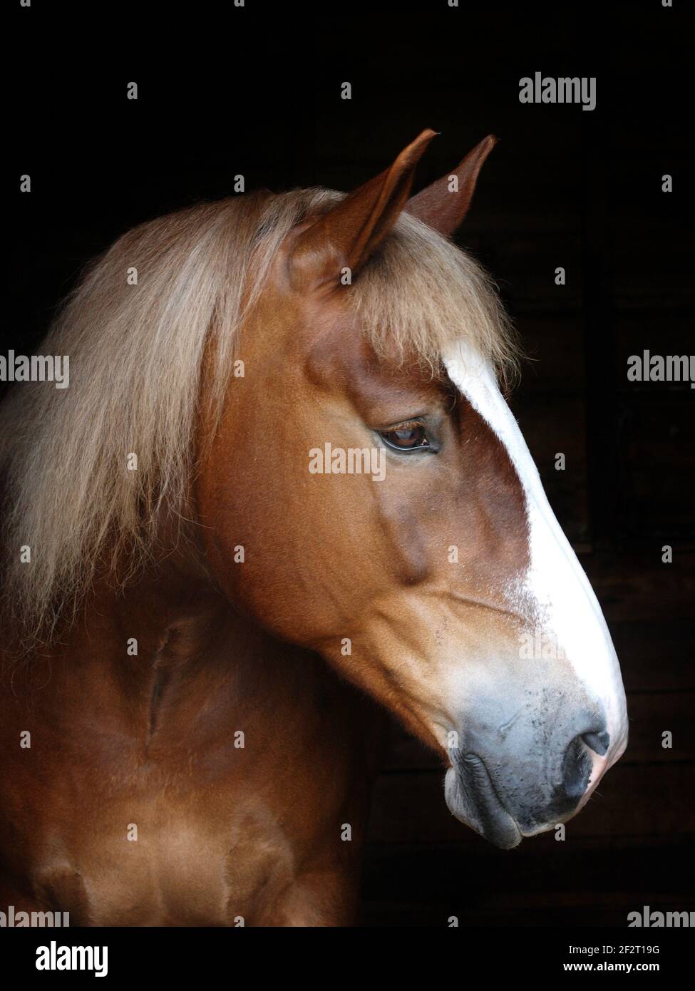 A head shot of a chestnut draft horse against a black background Stock ...