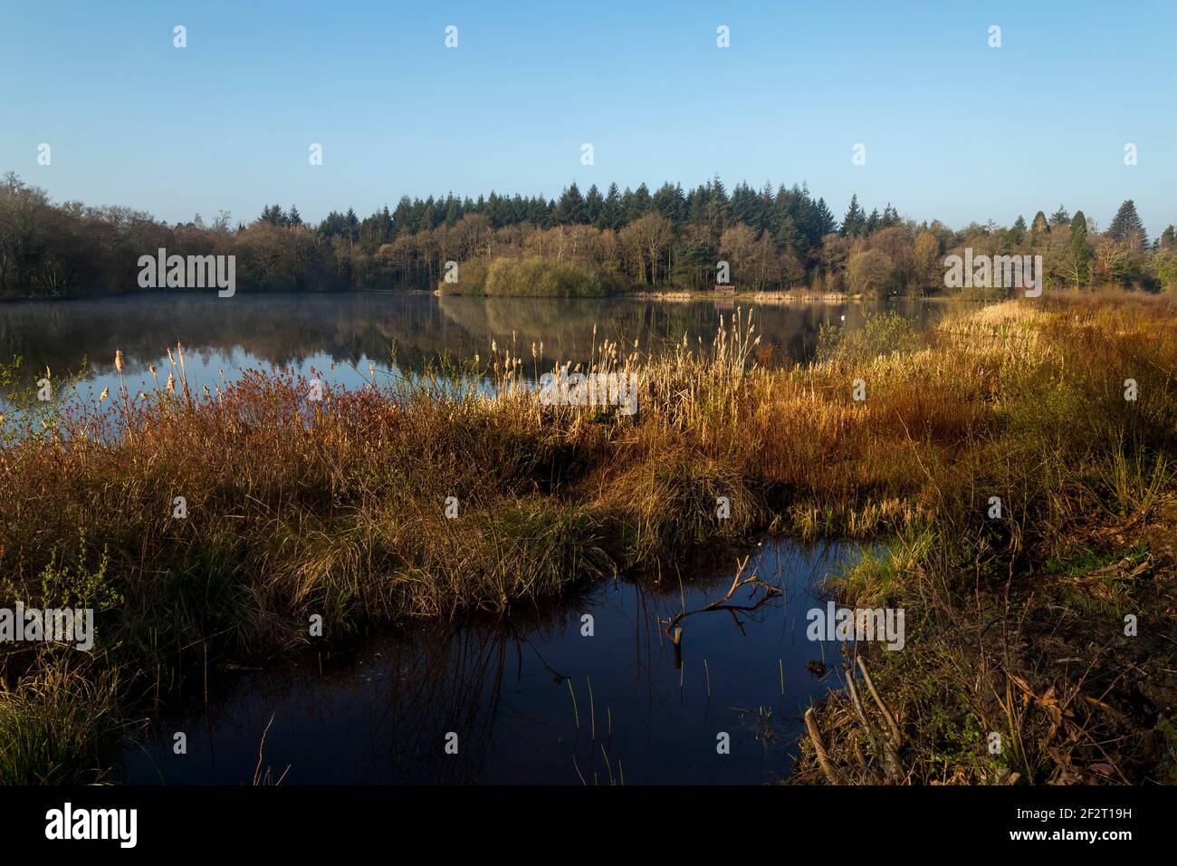 Stover Country Park; Lake View; Devon; UK Stock Photo - Alamy
