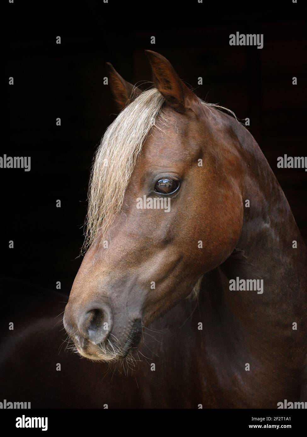 A head shot of a Welsh Section B pony against a black background Stock ...