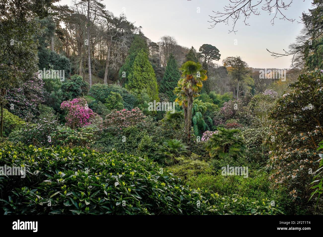Trebah Garden; Spring; Cornwall; UK Stock Photo - Alamy