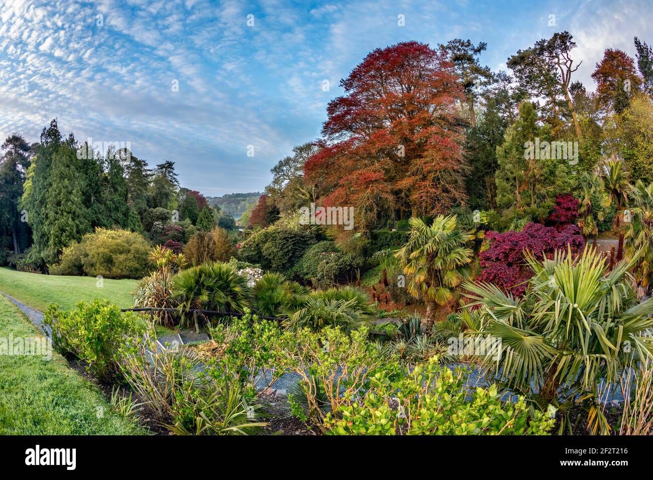 Trebah Garden; Spring; Cornwall; UK Stock Photo - Alamy