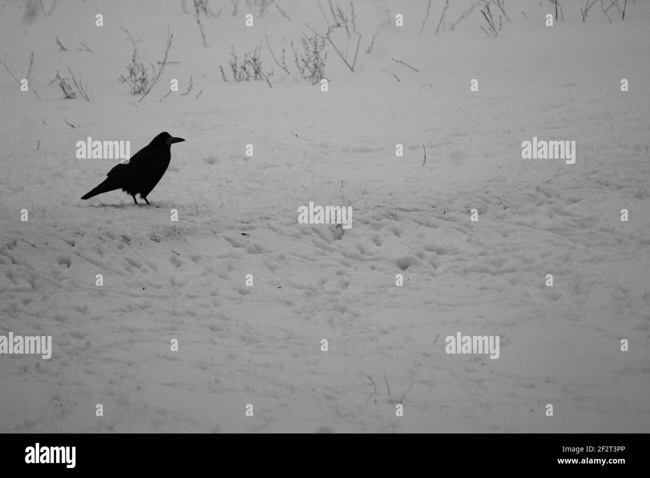 Raven migration hi-res stock photography and images - Alamy